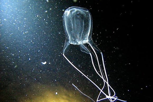 Filum Cnidaria - EDUBIO