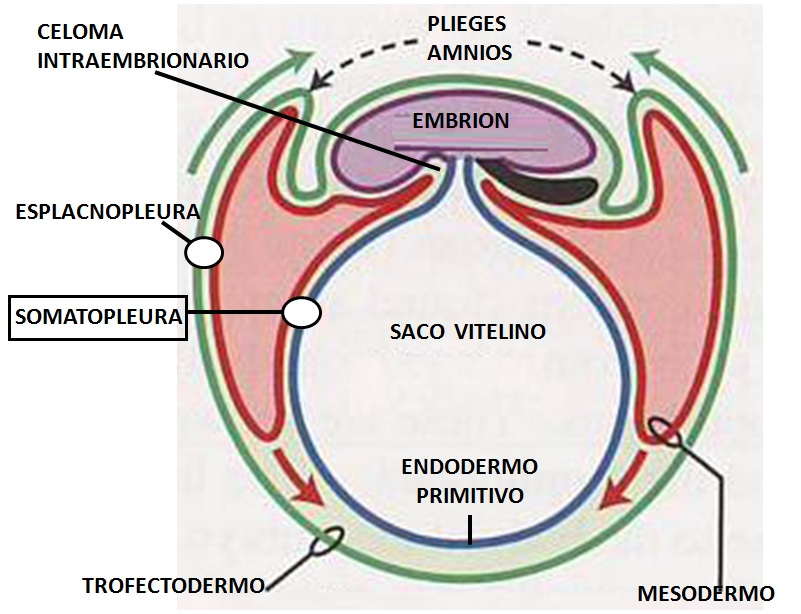 EMBRIOLOGIA - MEDICINA - PRIMER SEMESTRE: SEGUNDA SEMANA DEL DESARROLLO ...