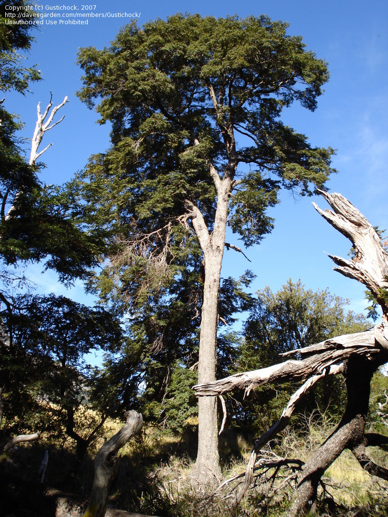 Argentina nativa: Coihue (Nothofagus dombeyi)