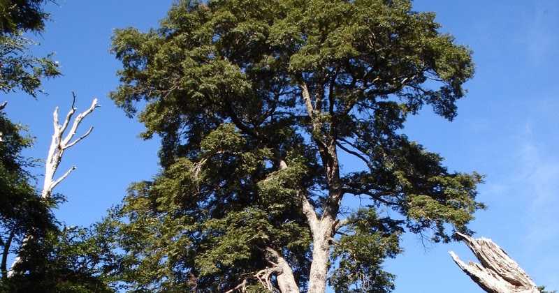Argentina nativa: Coihue (Nothofagus dombeyi)