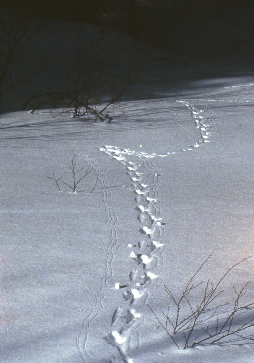 Tiurskogen: Vinterspill hos tiur