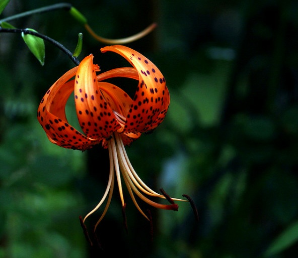 Gambar Bunga Indah dan Cantik | Kumpulan Gambar