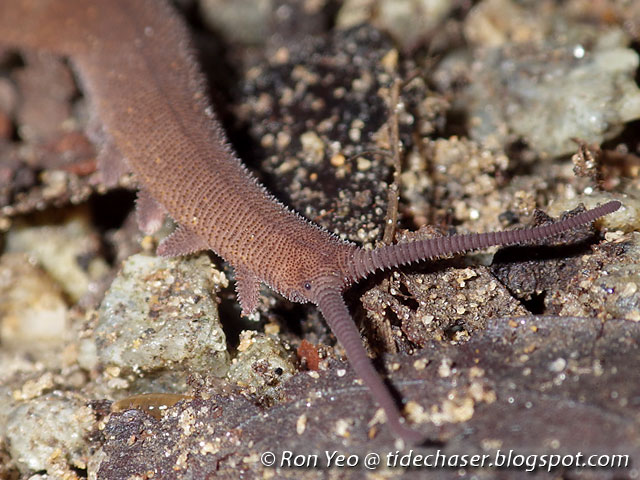 tHE tiDE cHAsER: Velvet Worms (Phylum Onychophora) of Singapore