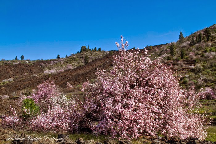 EL RINCÓN FOTOGRÁFICO DE FRANCISCO CURBELO: LOS ALMENDROS EN FLOR ...
