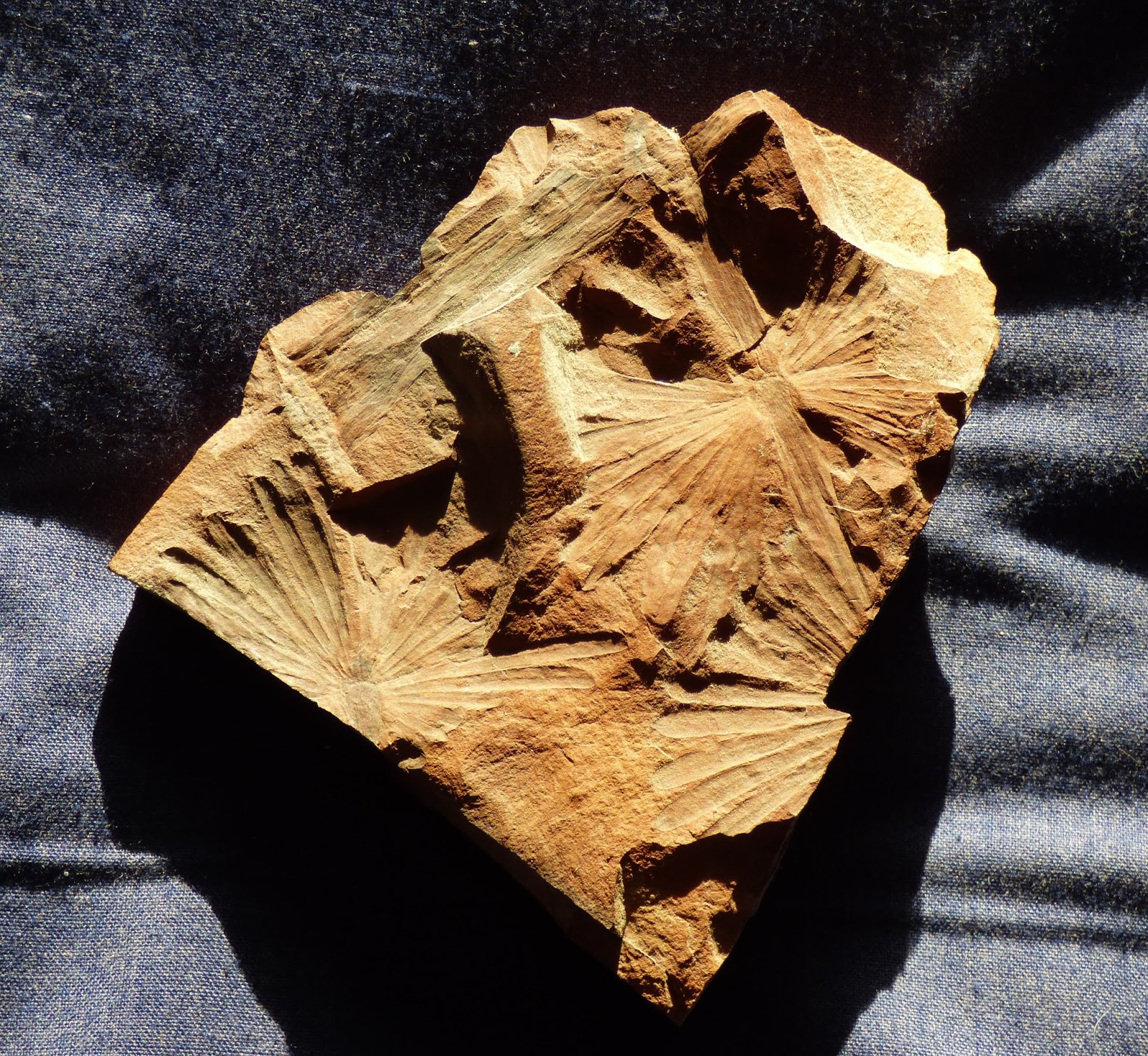 Mauseus: Prehistoric plants