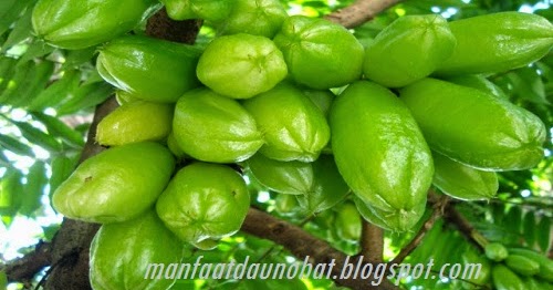Manfaat Khasiat Belimbing Wuluh Untuk Kesehatan Atau Obat | Cara Pengobatan Tradisional