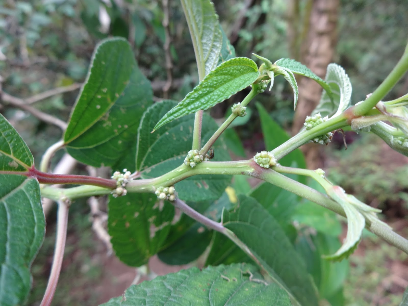 Herbs from Distant Lands: Pipturus spp. - Mamaki Tea, Handalamay, Armwe ...