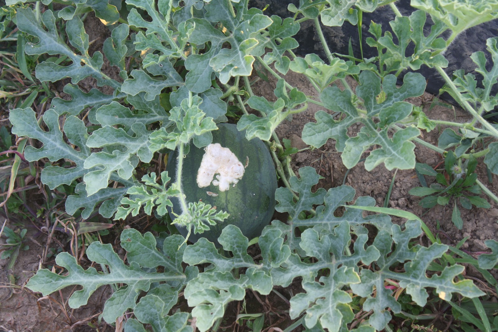 Wickham Farms CSA: 2012