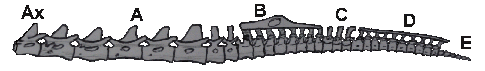 The Pterosaur Database: Axial Skeleton