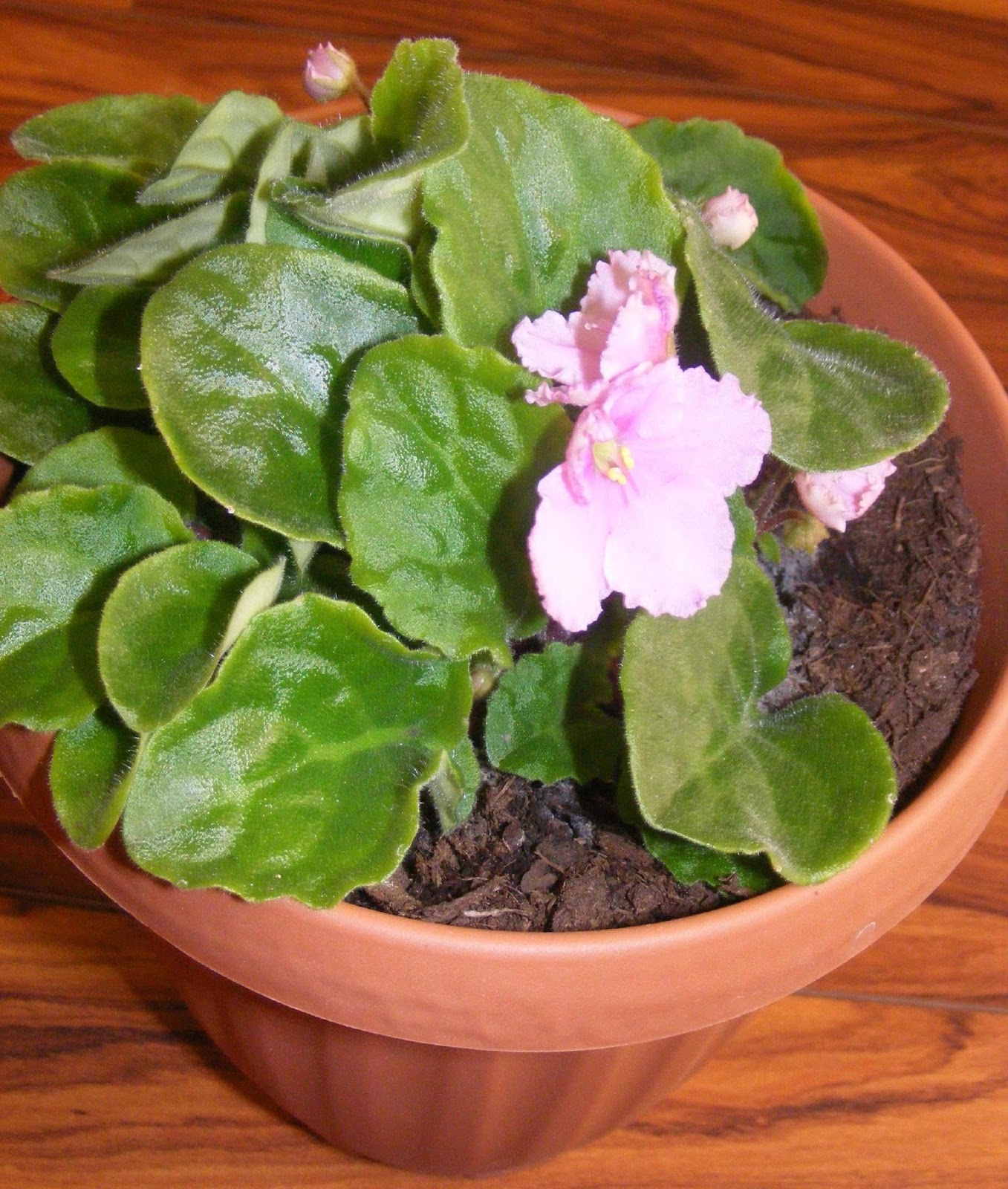 Violete de parma | Preparatedevis.ro