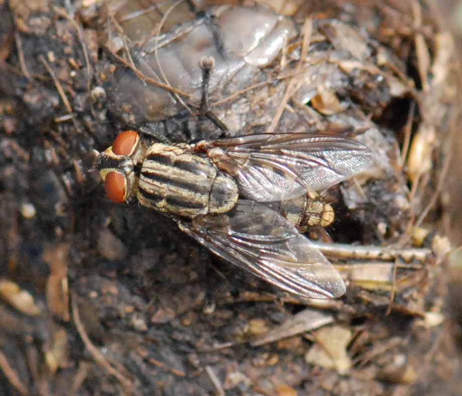 Gaia Garden: The Cleanup Crew