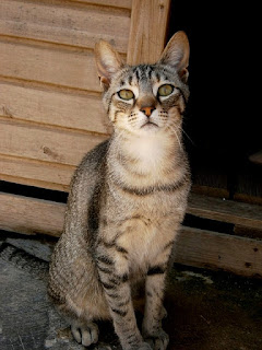 Cat Adoption Guide: Providing For Your Cats in Your Will