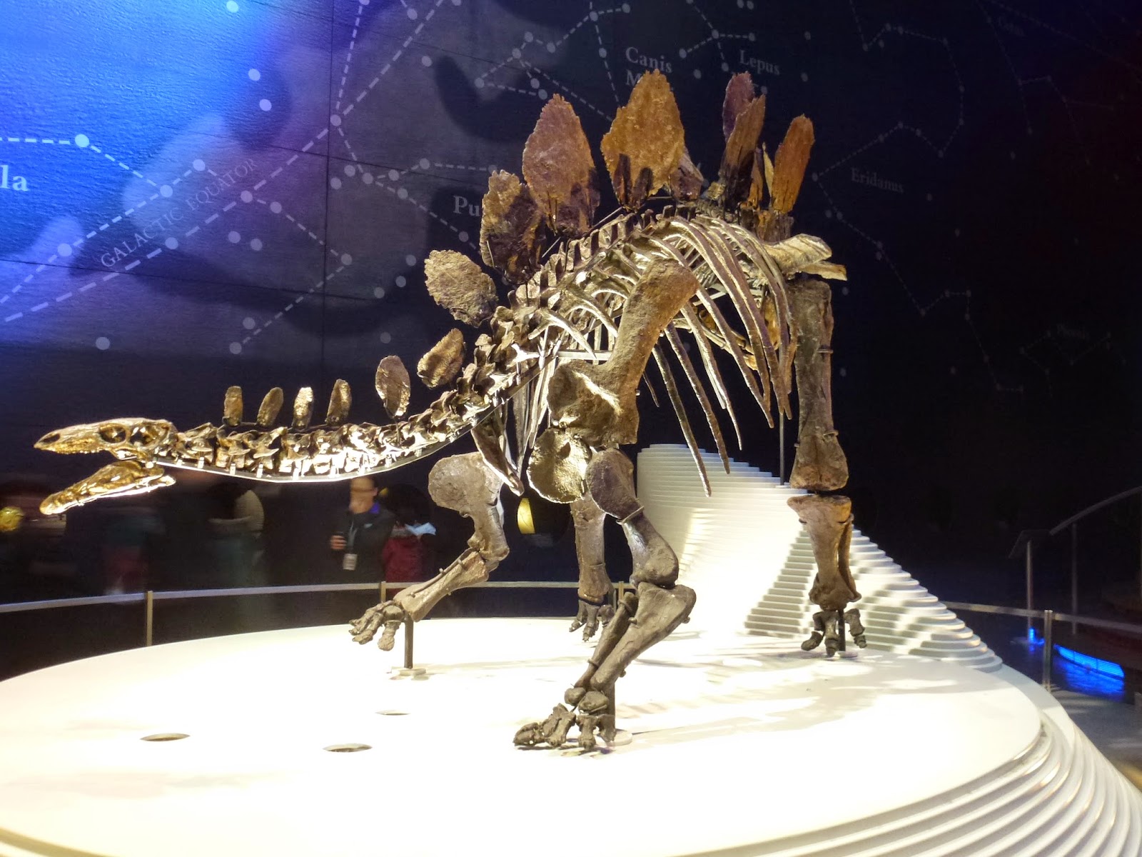 Views of the Ock: Sophie the Stegosaurus