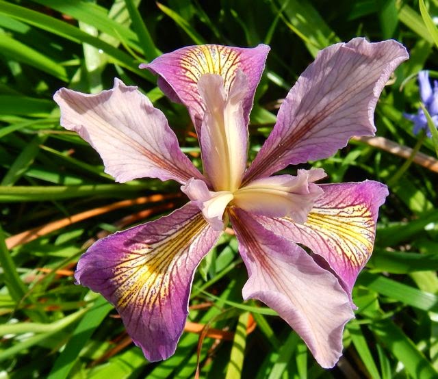World of Irises: April 2015