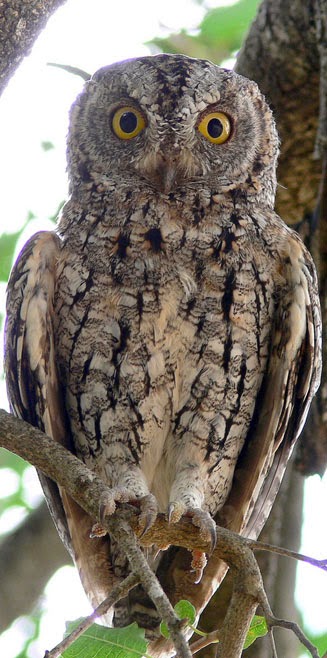 Tierra de lechuzas, búhos, mochuelos, autillos, cárabos: Autillo ...