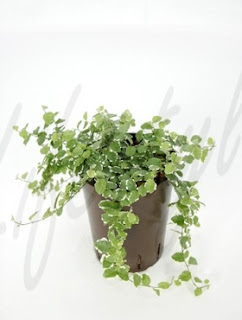 cu Prise in casa si gradina: Cum se ingrijeste si intretine ficusul