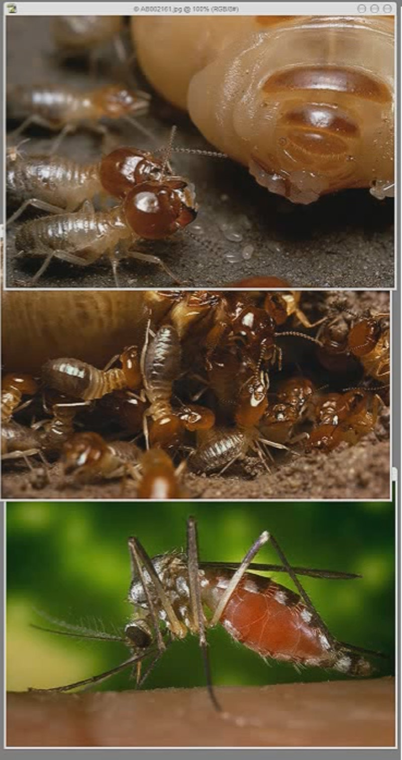 MHill's Blog: Bug Dude