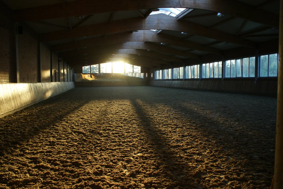 Stable Tips For Newbies - Dressage Hafl