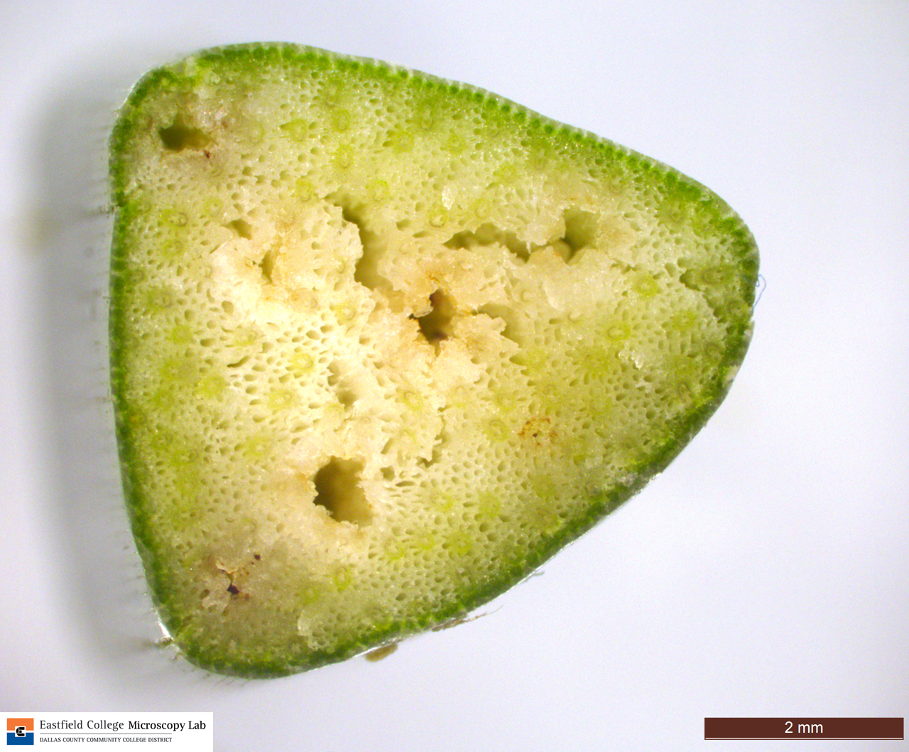 M. Gans Research Blog: Cyperus retrorsus - The Cylindric Sedge