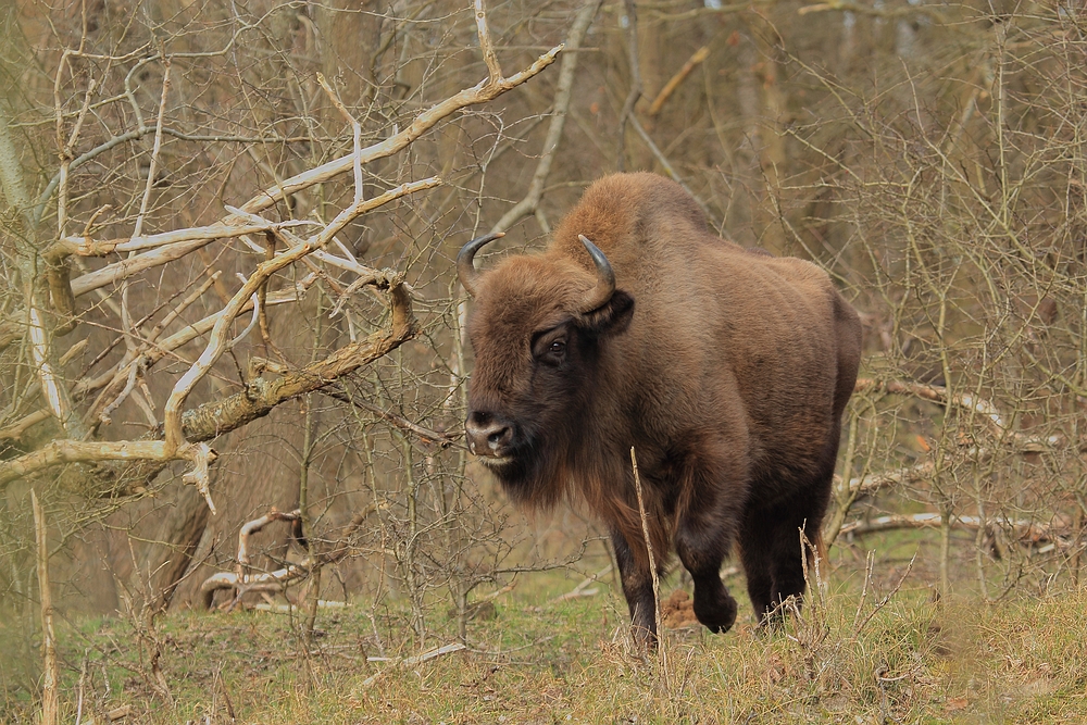 Fotografie Sylvia van der Steen: Op zoek naar de Wisent; de Europese Bizon