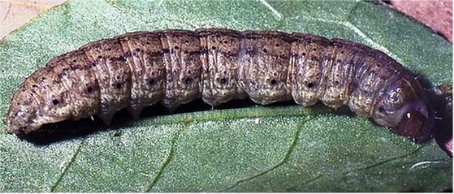 Congosa en Cartago: AGROTIS