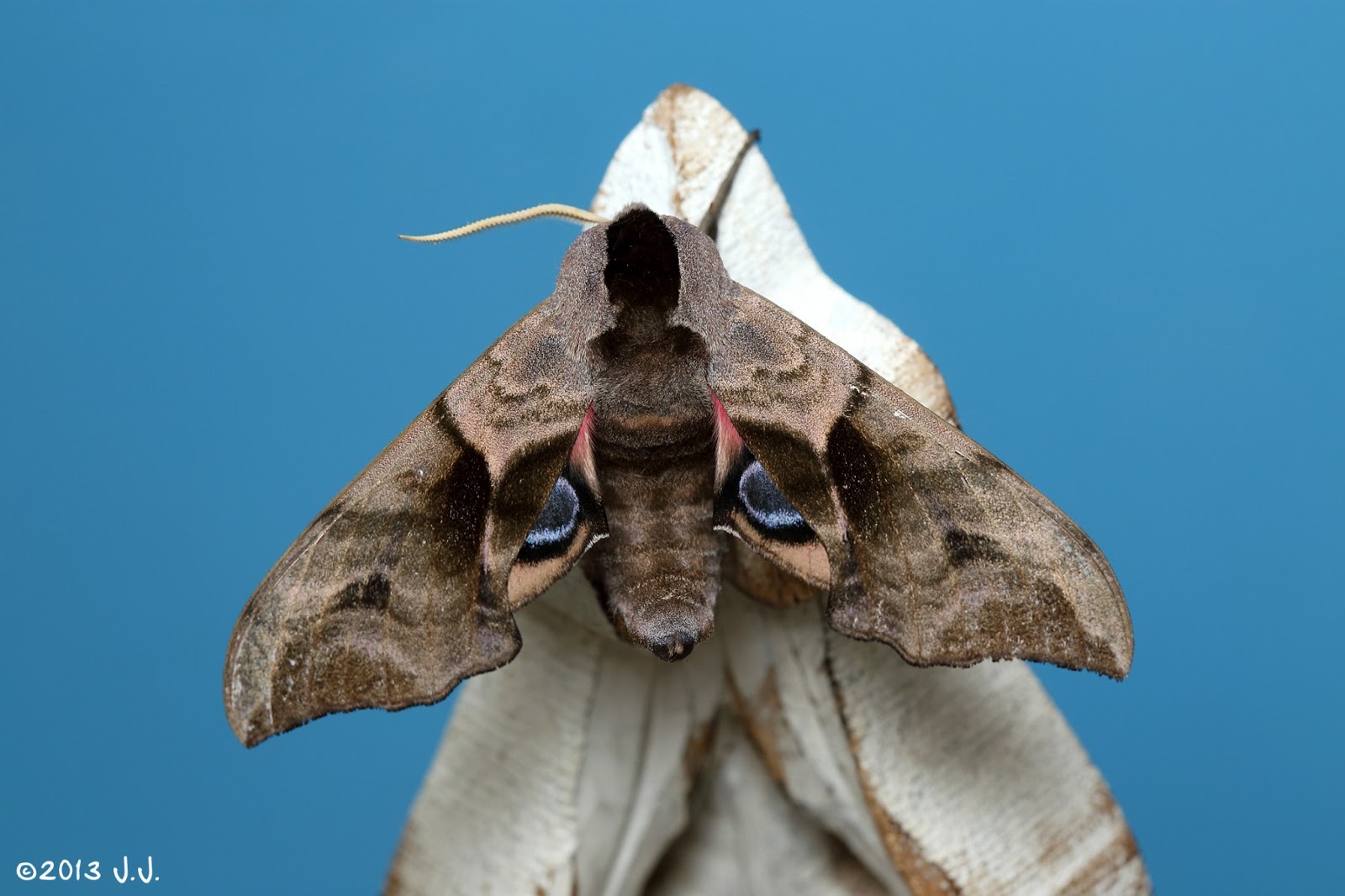 JJ's Photographic nature blog: June 2013