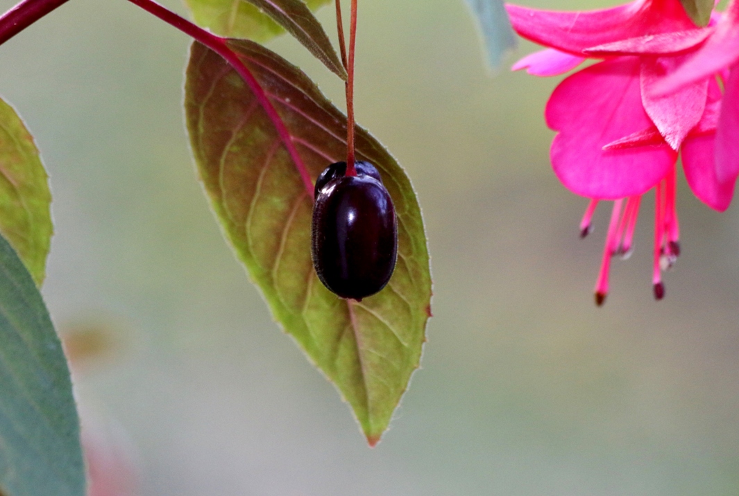 A photo, A thought............: Plant: Fabulous Fuchsia and its edible ...