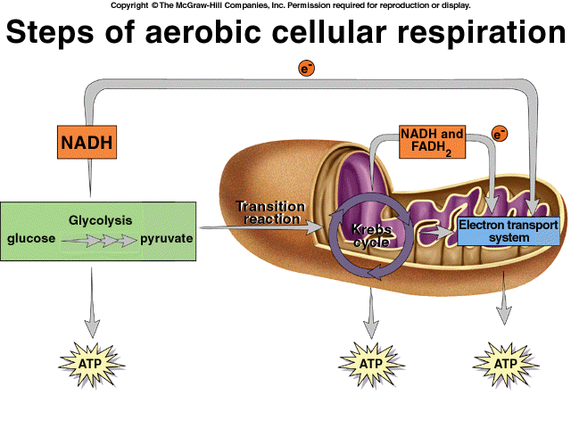 chemical reaction in everyday life