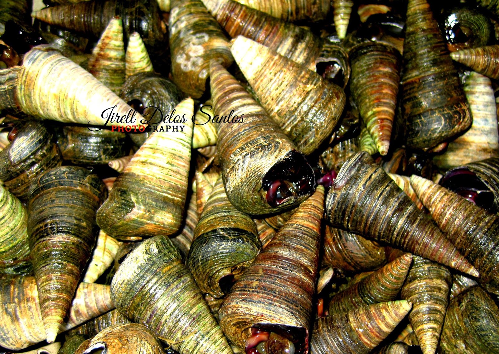 Jirell Delos Santos | Photography: TELESCOPE HORNSNAIL | BAGONGON