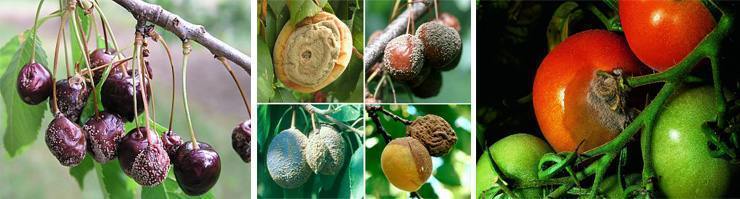 Cultivarea Goji in Romania: Putregaiurile - daunatorii arbustilor si al ...