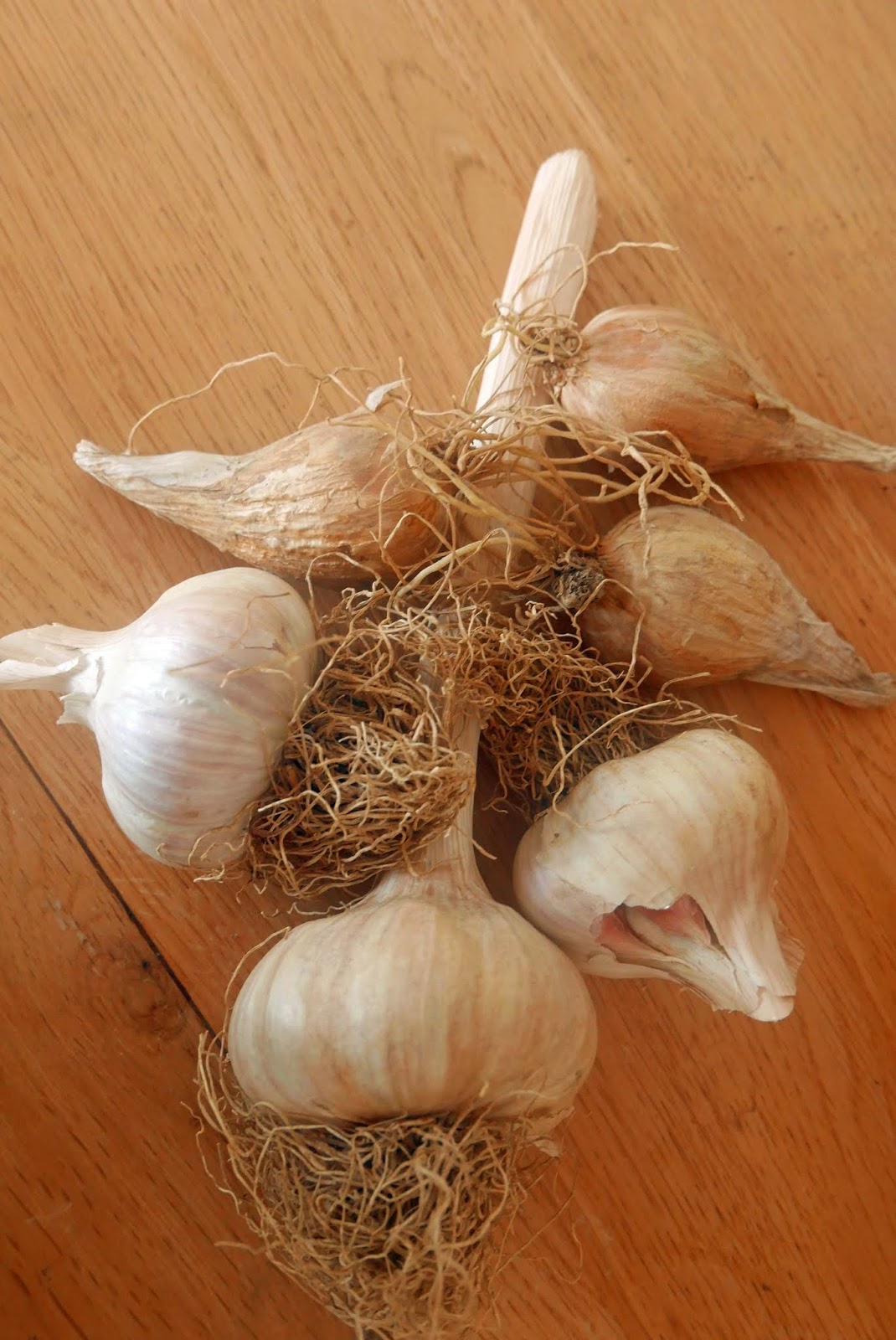 Taste of the Week. West Cork Garlic