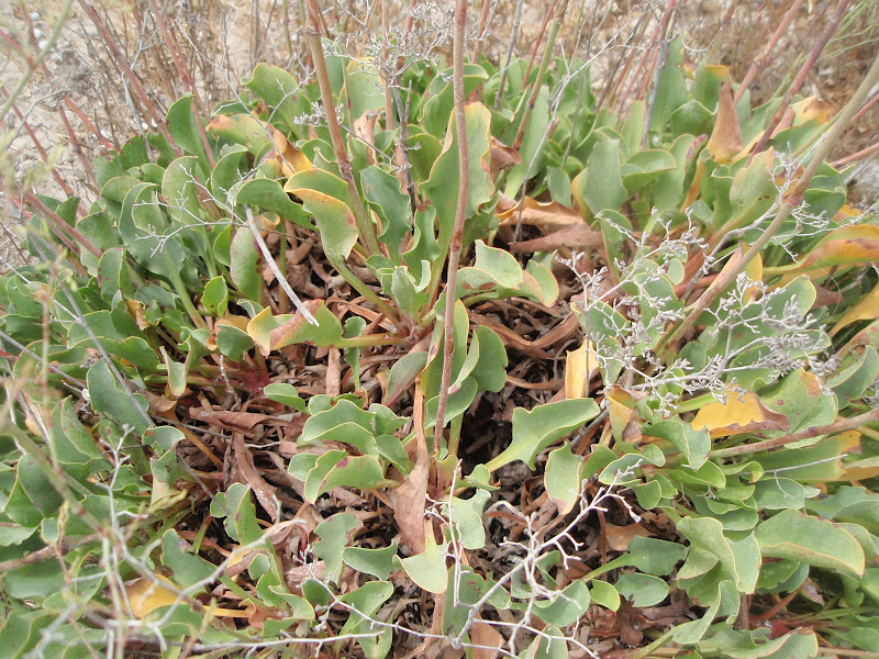 HERBARIO VIRTUAL DE BANYERES DE MARIOLA Y ALICANTE: Limonium ...