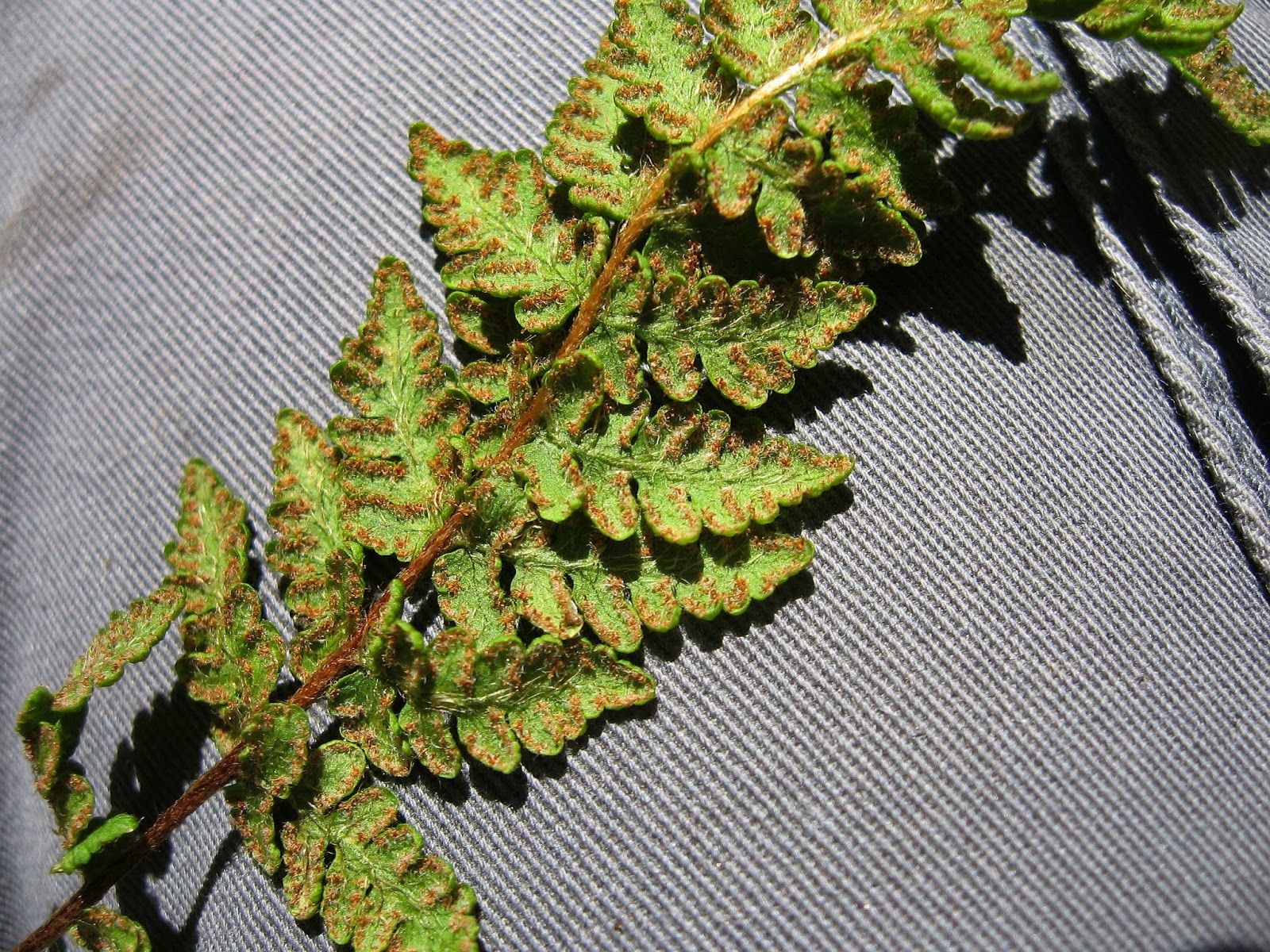 Tangled Web: The Ferns of the East