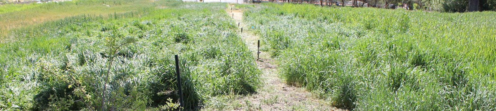 Los Angeles Bread Bakers: Reporting Sheepishly