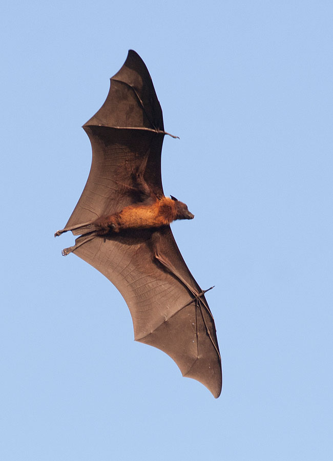 Weedon's World of Nature: Fruit bats