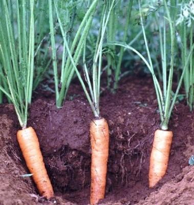 Budidaya Tanaman Wortel ~ Koperasi Tani Tuwed
