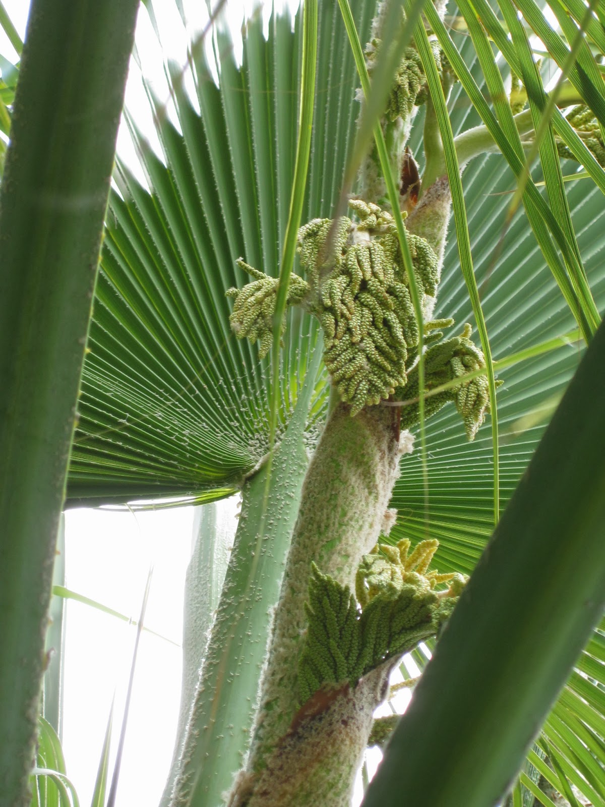 Trees of Santa Cruz County: Brahea edulis - Guadalupe Fan Palm