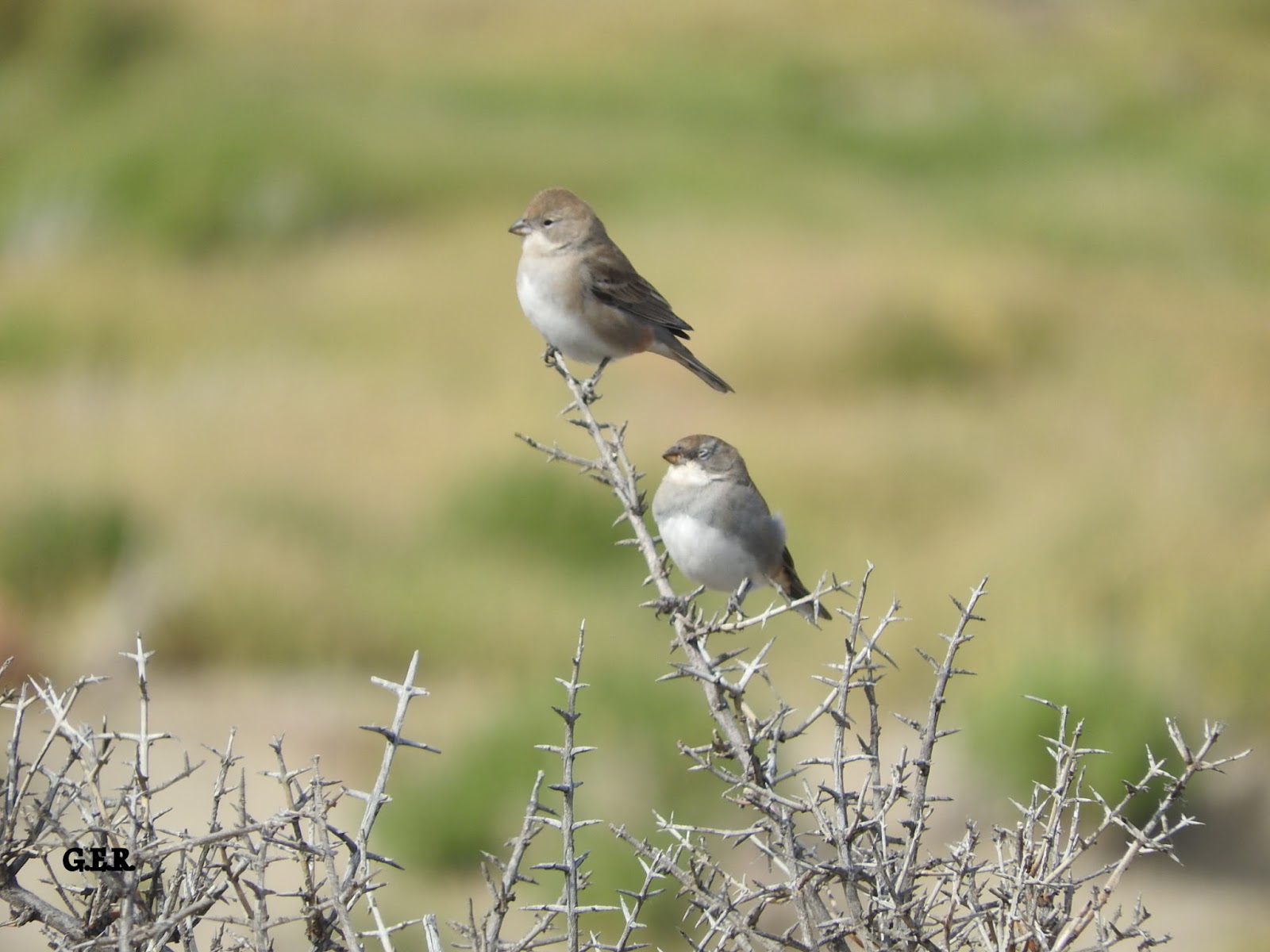 Aves del Golfo San Jorge: Diuca común (Diuca diuca)