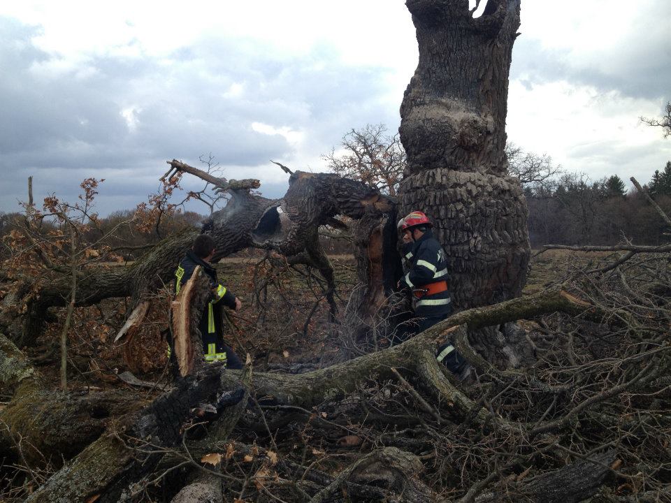 Society for Conservation Biology Europe Section: Wood-pastures from ...