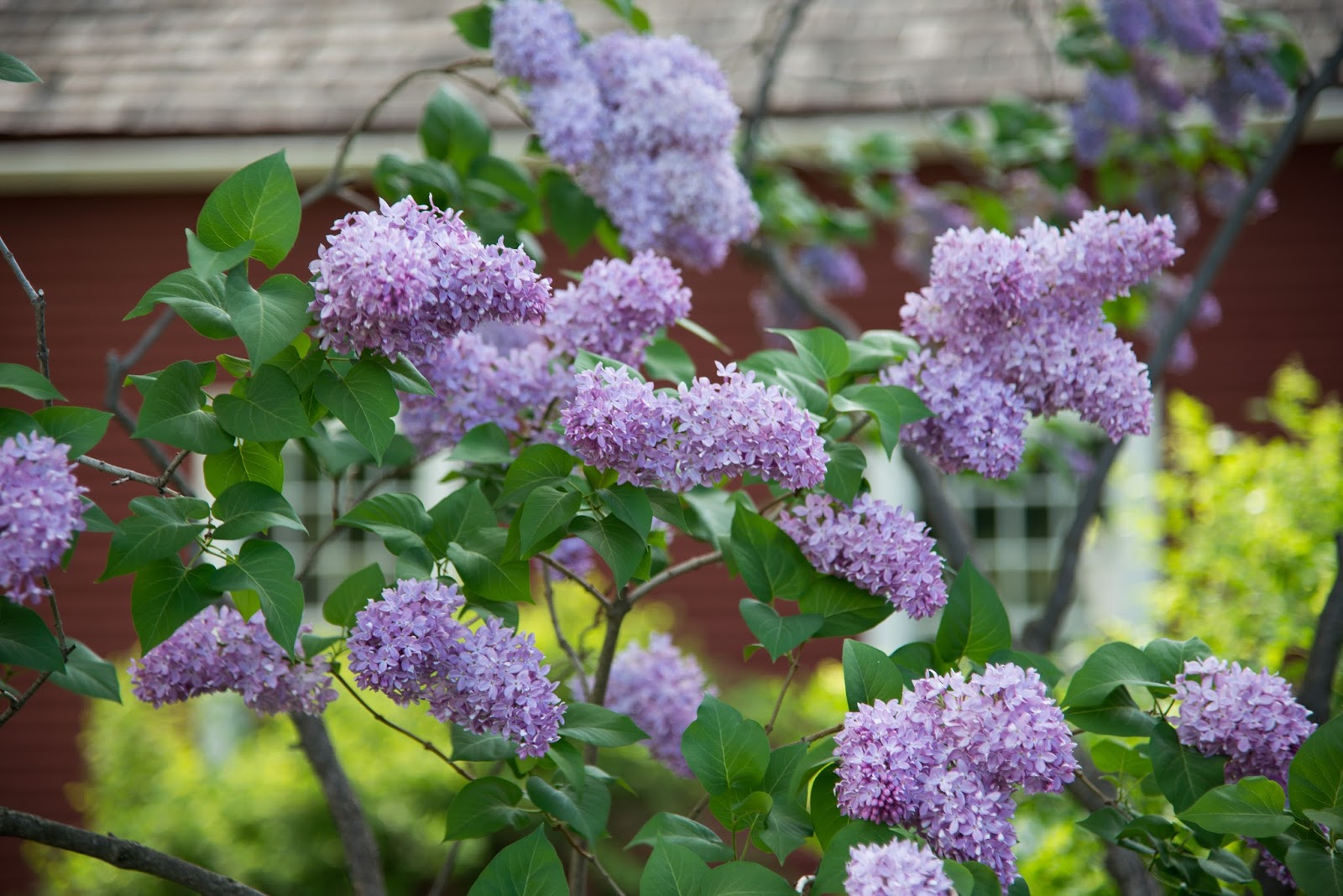 Shelburne Museum Blog: 2016 Lilac Watch: Interview with Landscape and ...