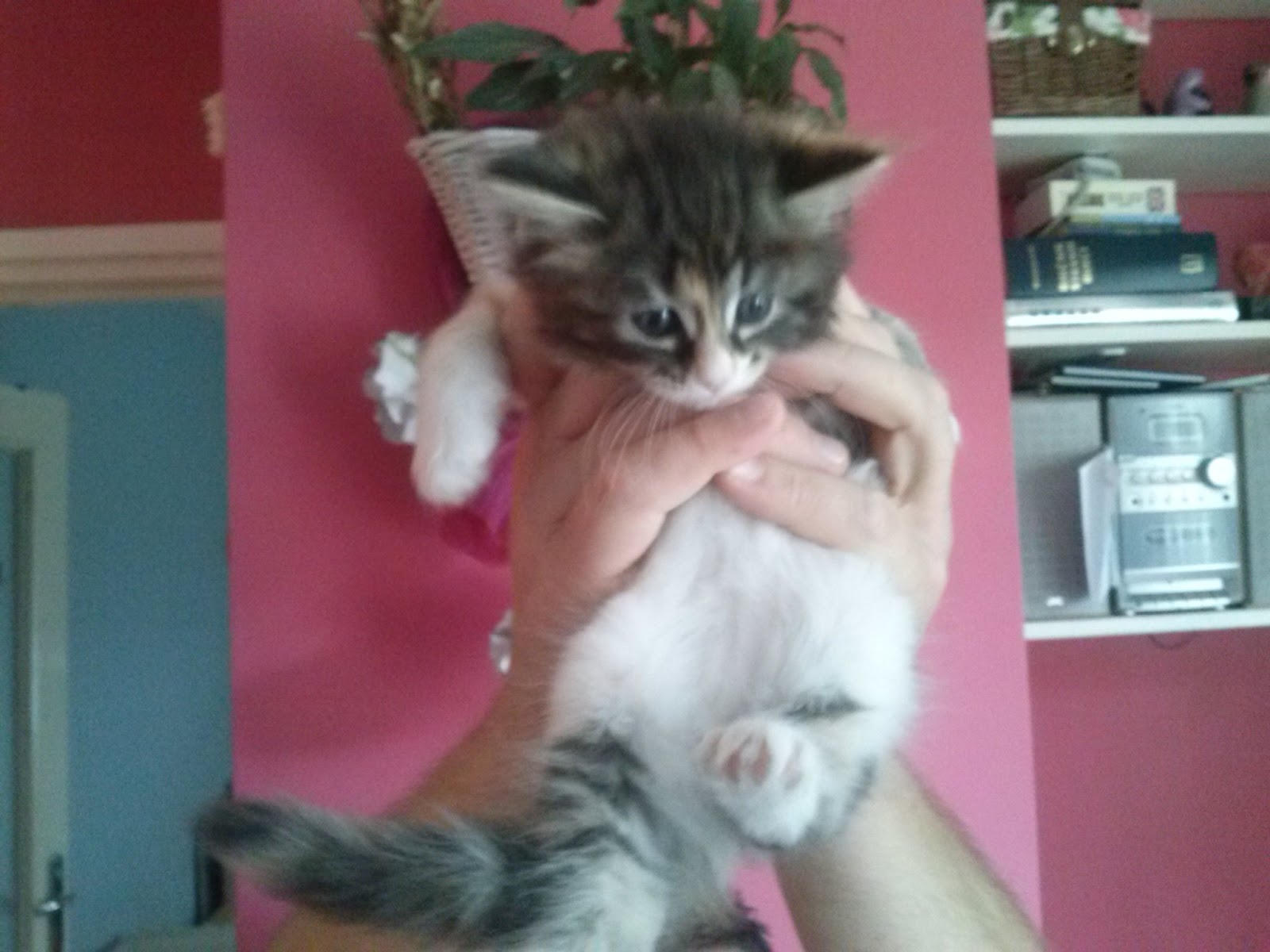 prodaja meine coon maca ili po naski majkun macici