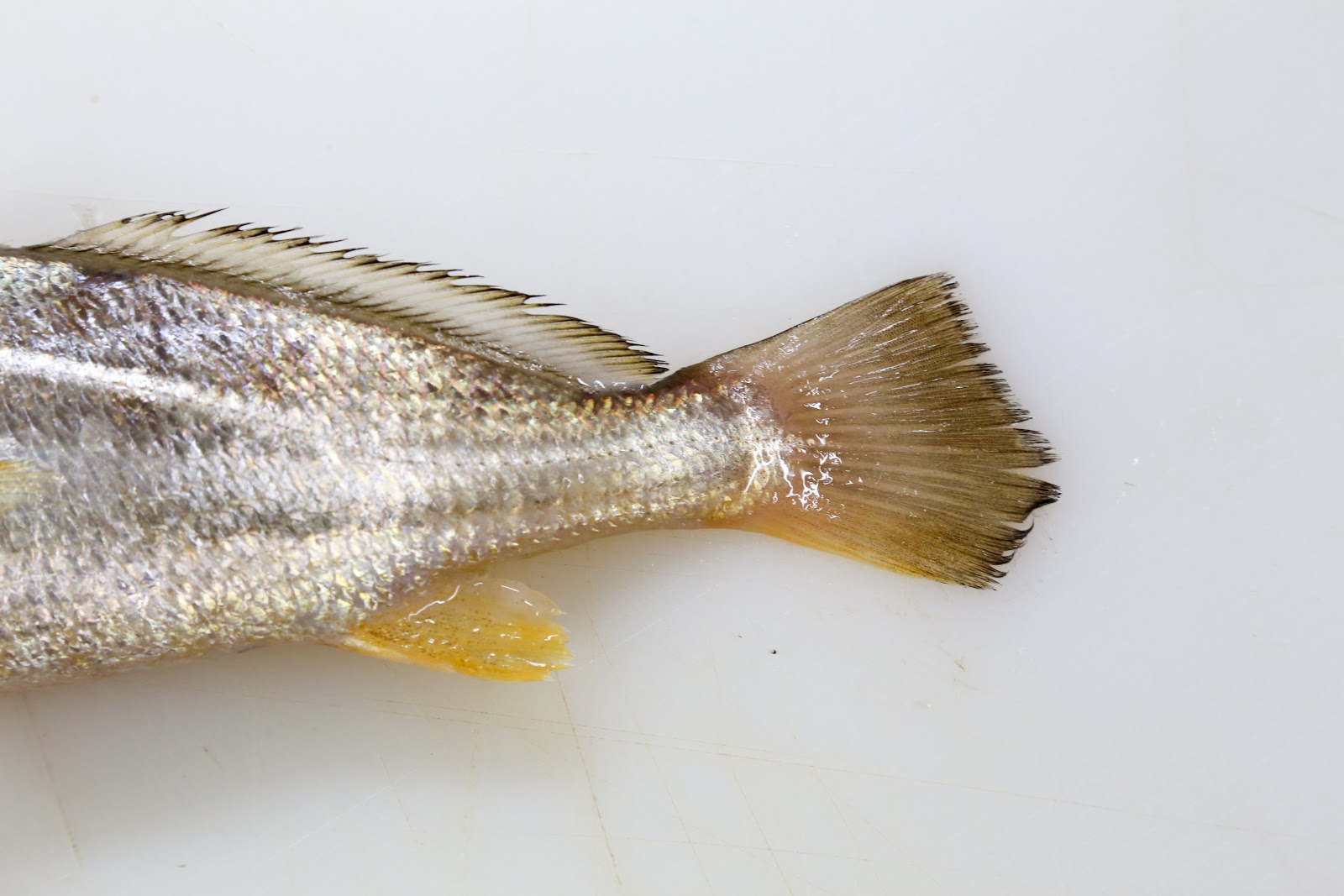 德先生魚筆記: 鱗鰭叫姑魚