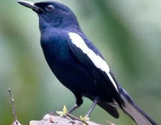 JENIS KACER YANG TEPAT UNTUK DI TERNAKAN - BETERNAK DAN MENANAM