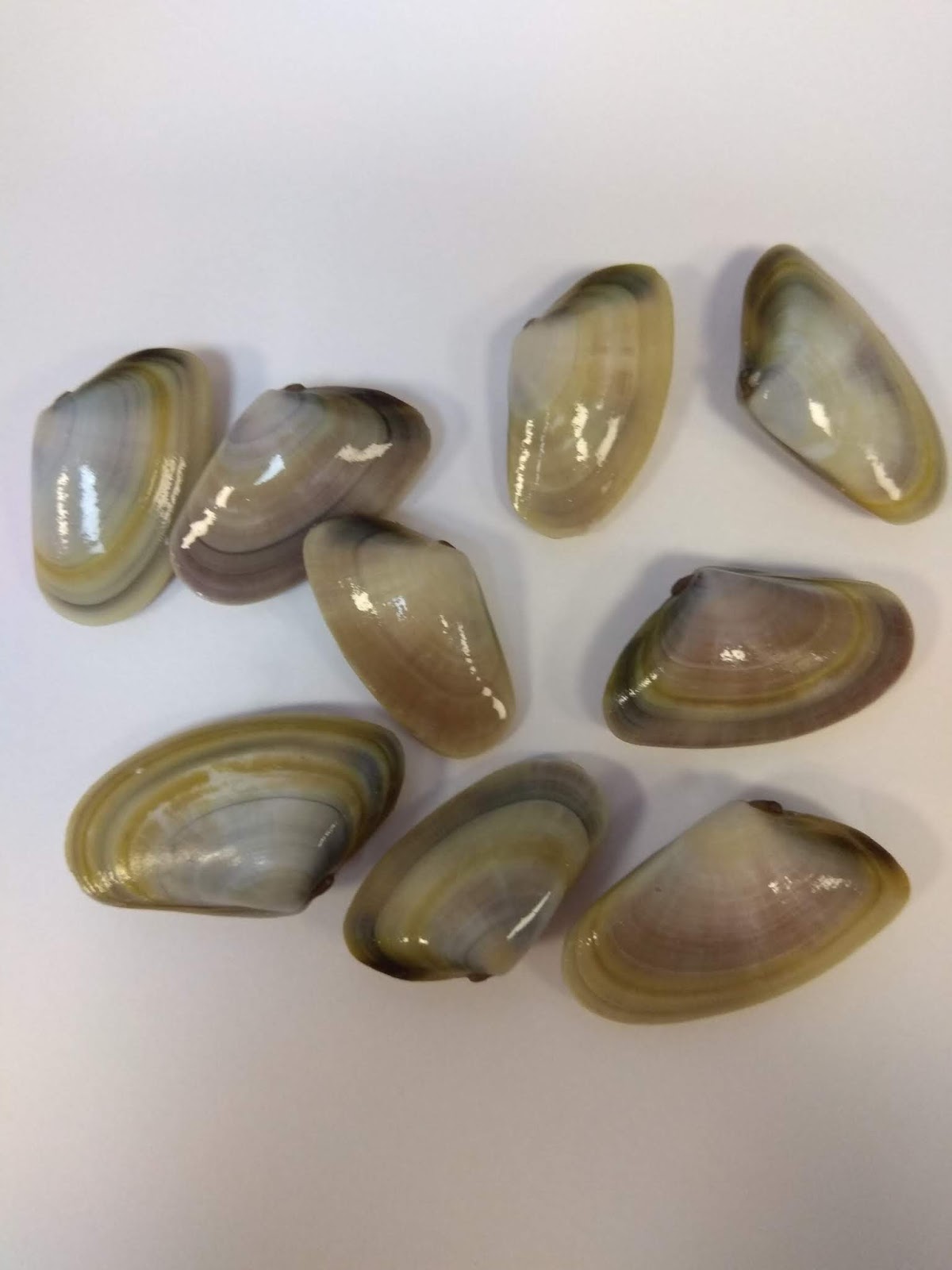 PEIXOS MARISCOS: LA TELLINA