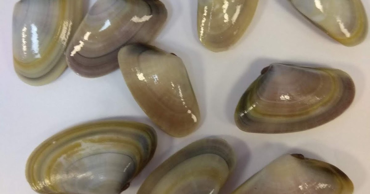 PEIXOS MARISCOS: LA TELLINA