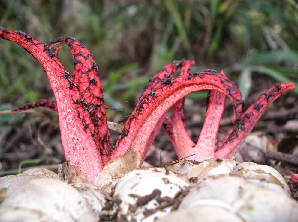 Fungtopus? The Incredible Fungus that Looks Like an Octopus ~ Kuriositas
