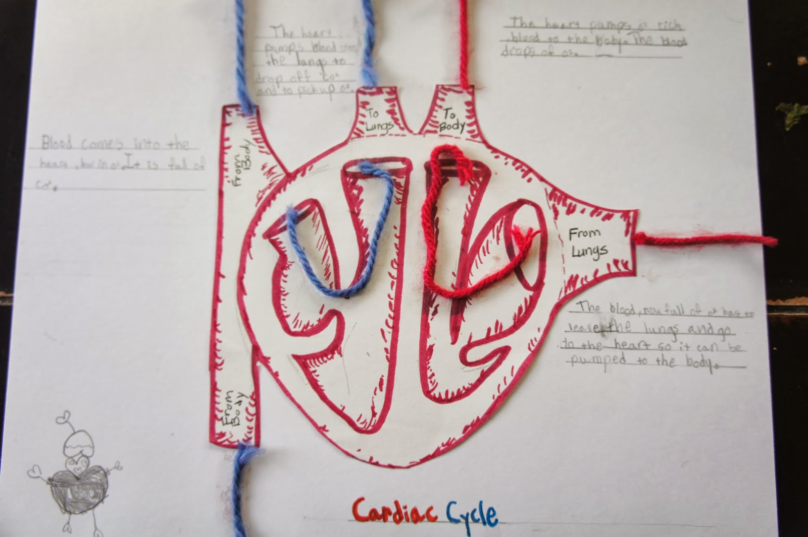 The cardiac cycle and heart dissection