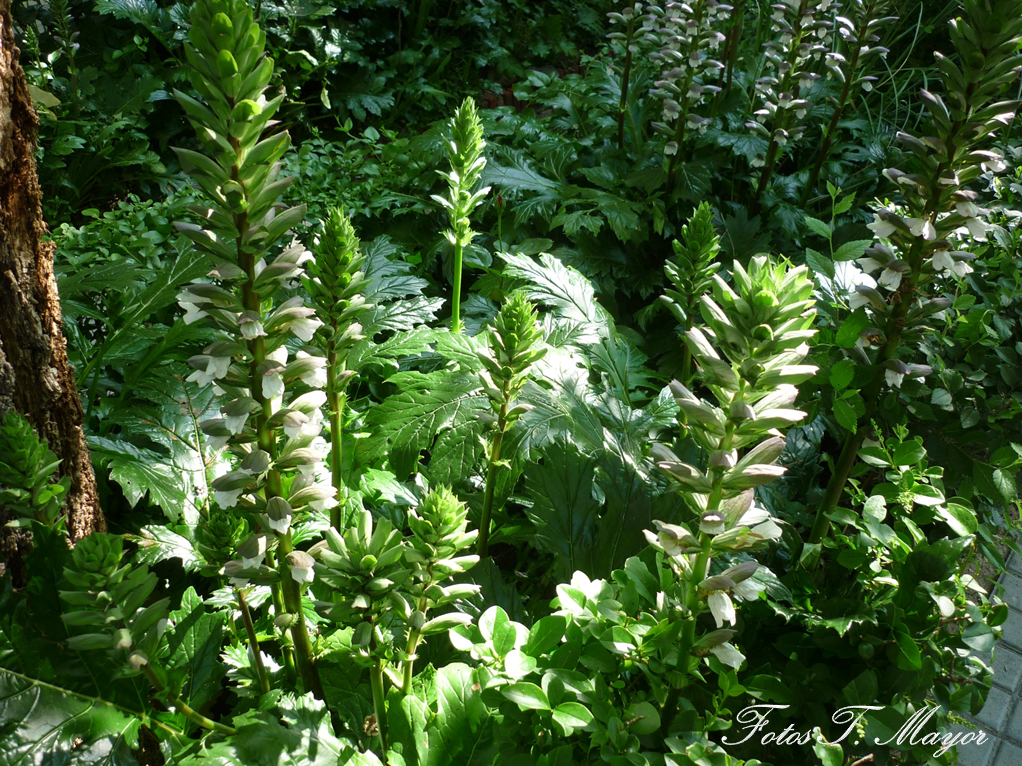 Flores y plantas silvestres: " Acanthus mollis ". Acanto, Alas de ángel ...