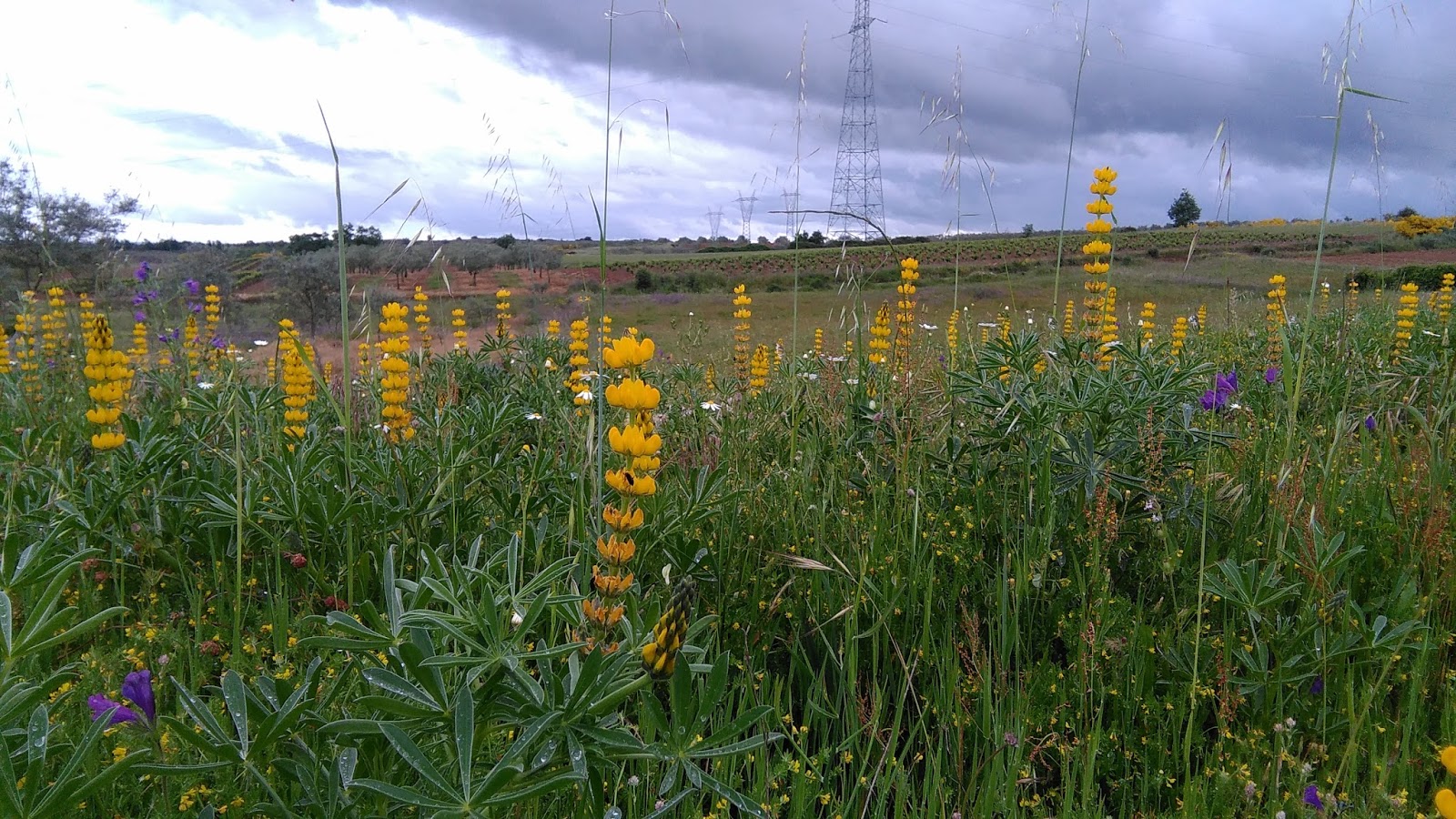EdseD OlesotneV: Á espera da Primavera
