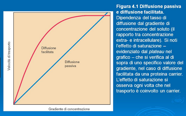 Chimico nato: Trasporto mediato da una proteina trasportatrice (carrier)